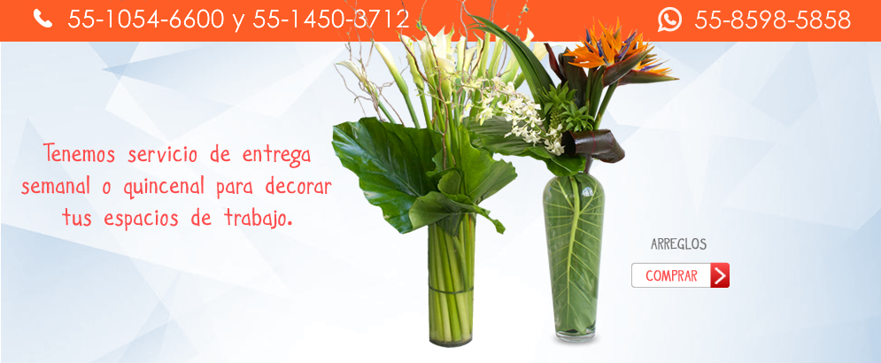 Florerias PicassoFlores.com - Compra en el mejor sitio de flores con ...